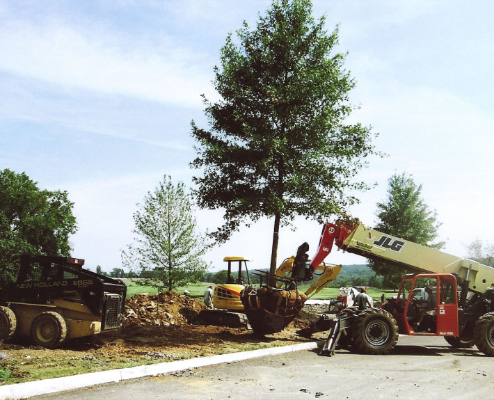 Large and Specialized Planting - Landscape Associates Inc.