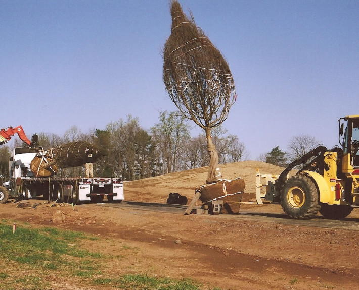 Large and Specialized Planting - Landscape Associates Inc.