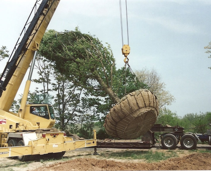 Large and Specialized Planting - Landscape Associates Inc.